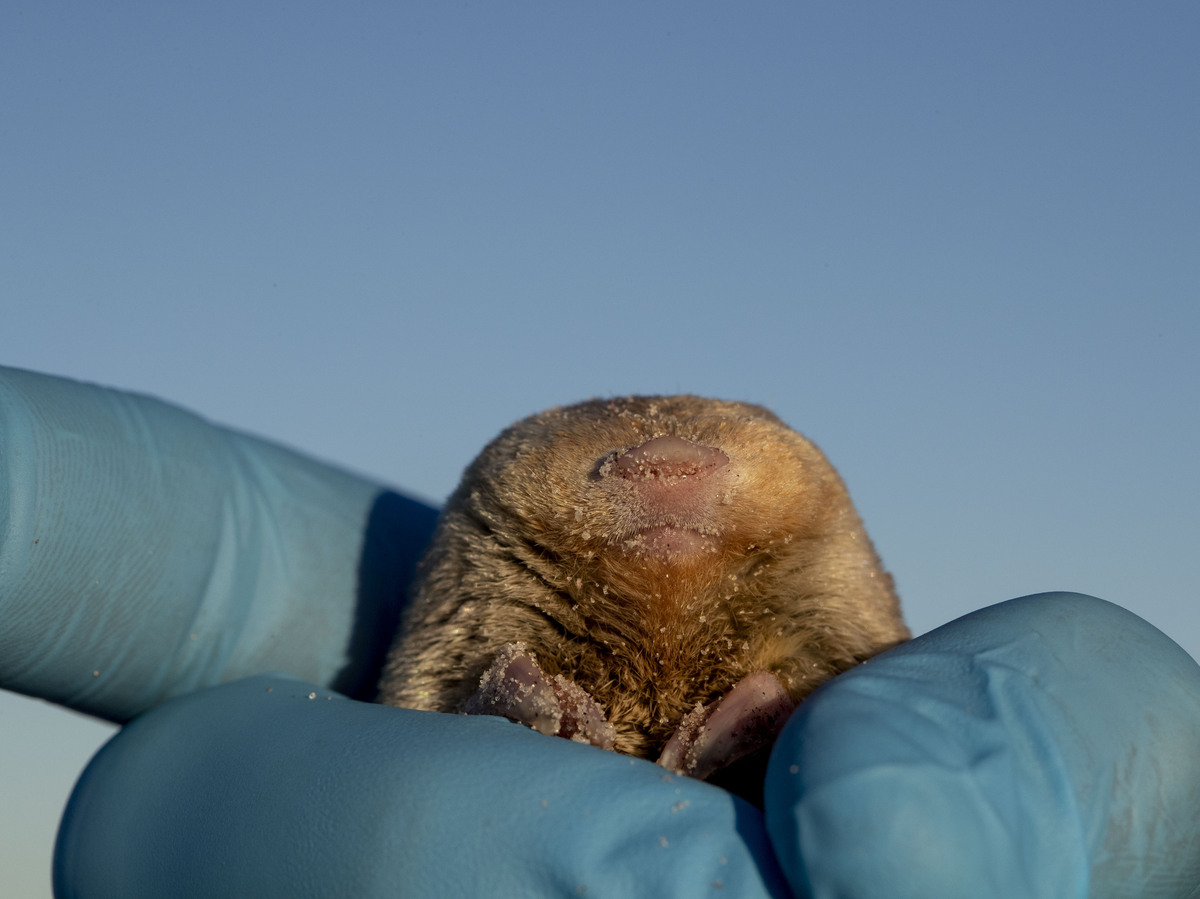 Moles, rats and other animals were lost to science — until now : Short ...