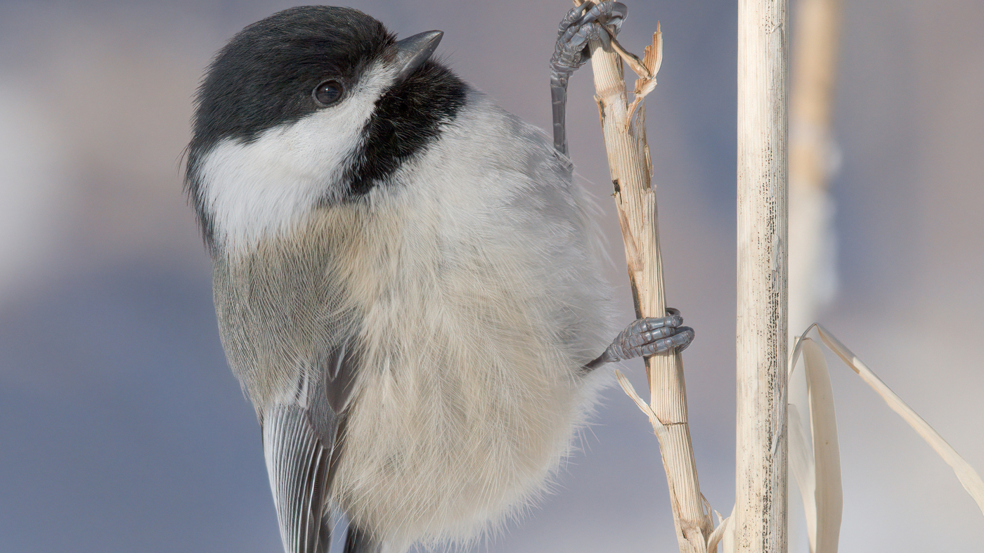 Black-capped chickadees use memory skills to remember food sources ...