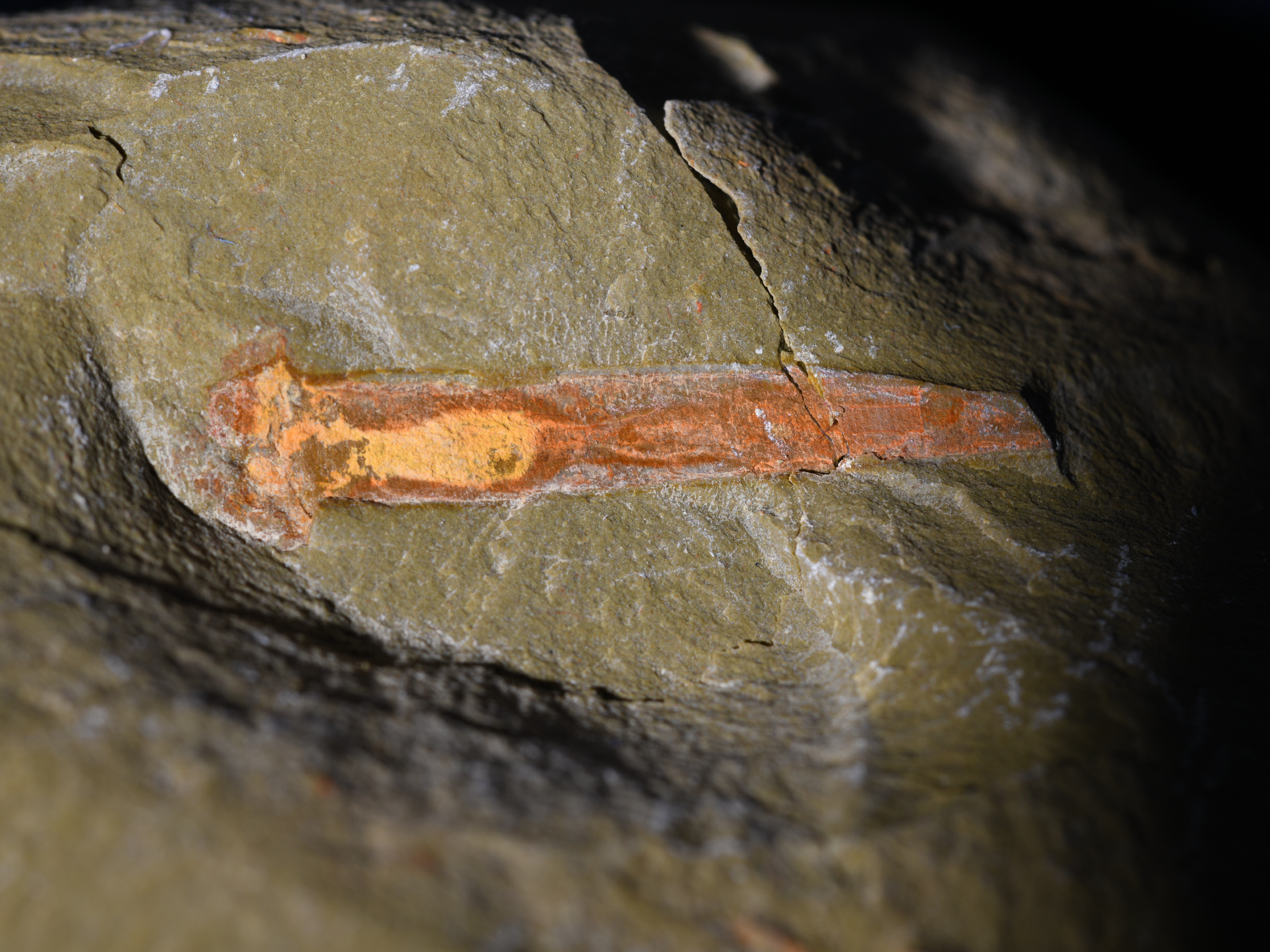 Ancient predatory worms have scientists rethinking the history of life ...