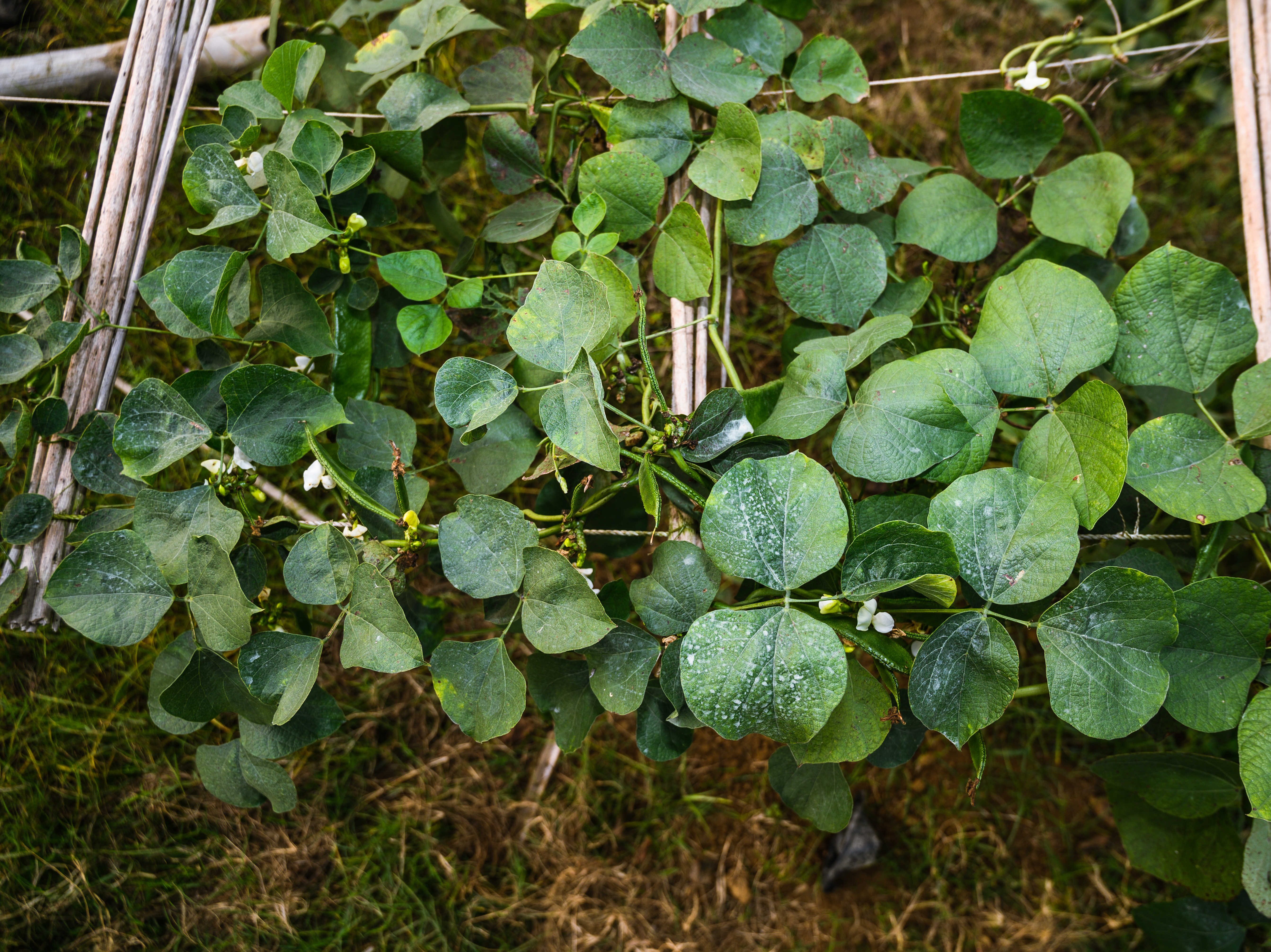 What are 'orphan crops'? And why is there a new campaign to get them ...