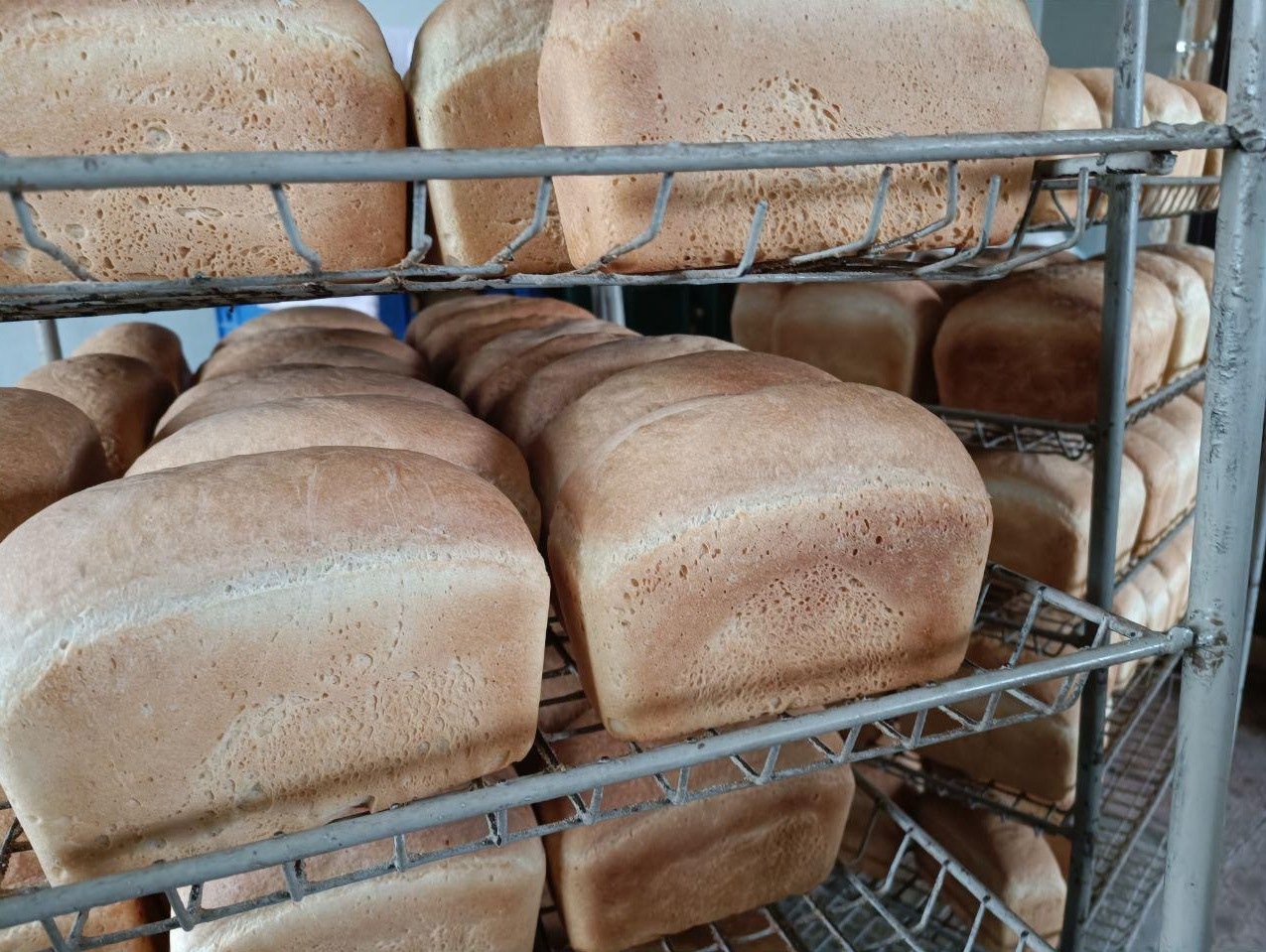 Matzo — Passover's bread of affliction and freedom — is a timely ...