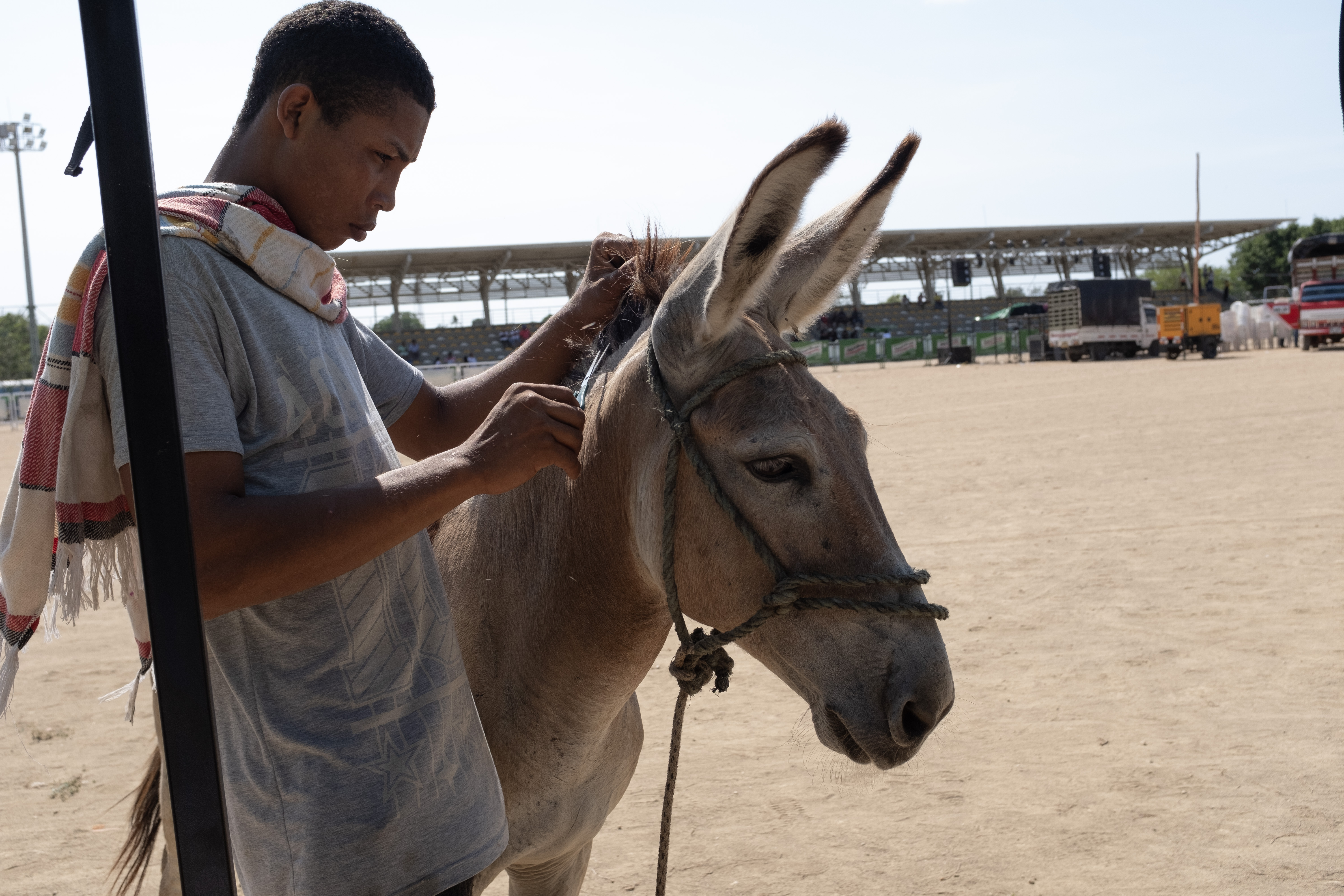 Donkeys take center stage at an annual festival in Colombia | NCPR News