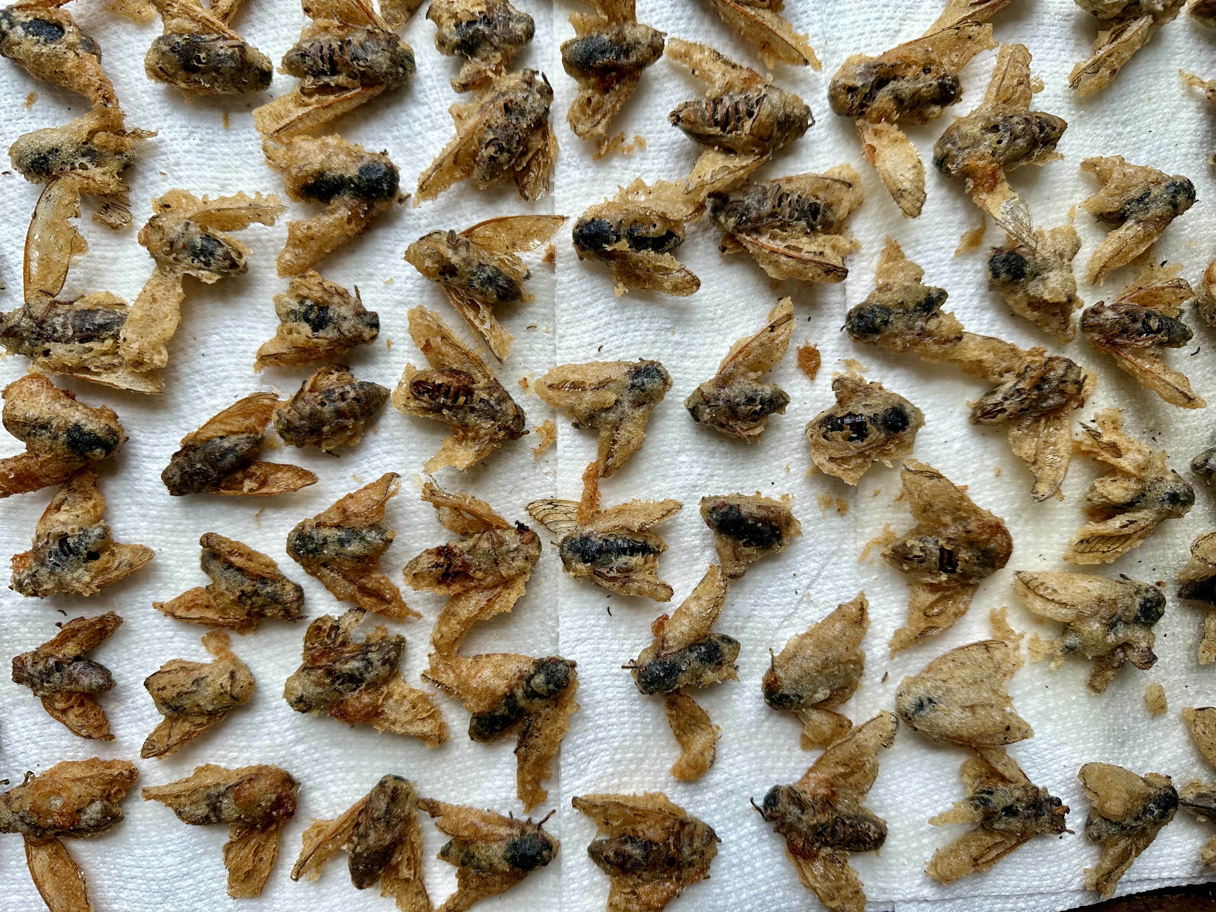 Cicadas are back on the menu. One chef shares his dish ideas — and an ...