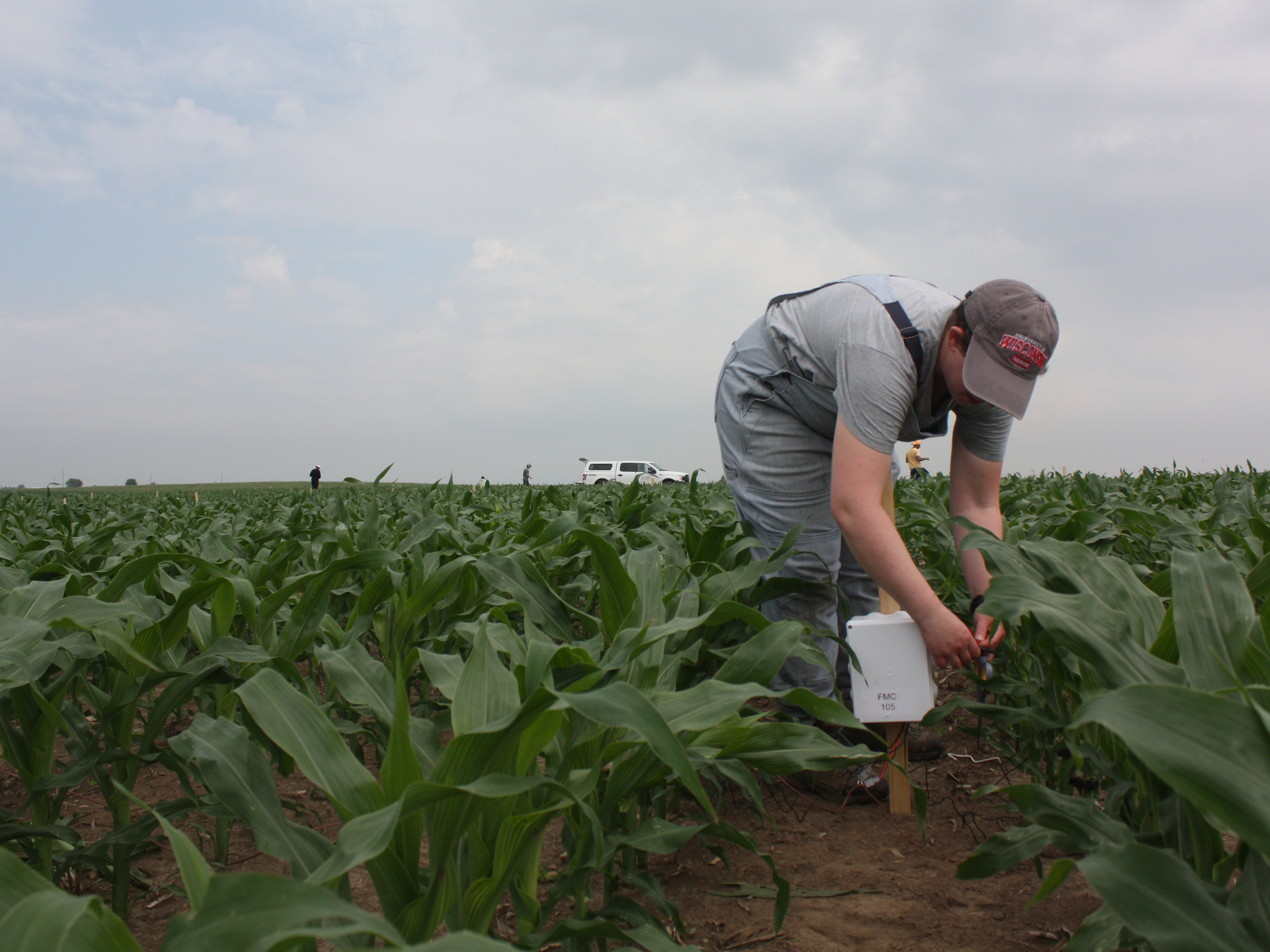How listening to the sounds of insects can help detect agricultural ...