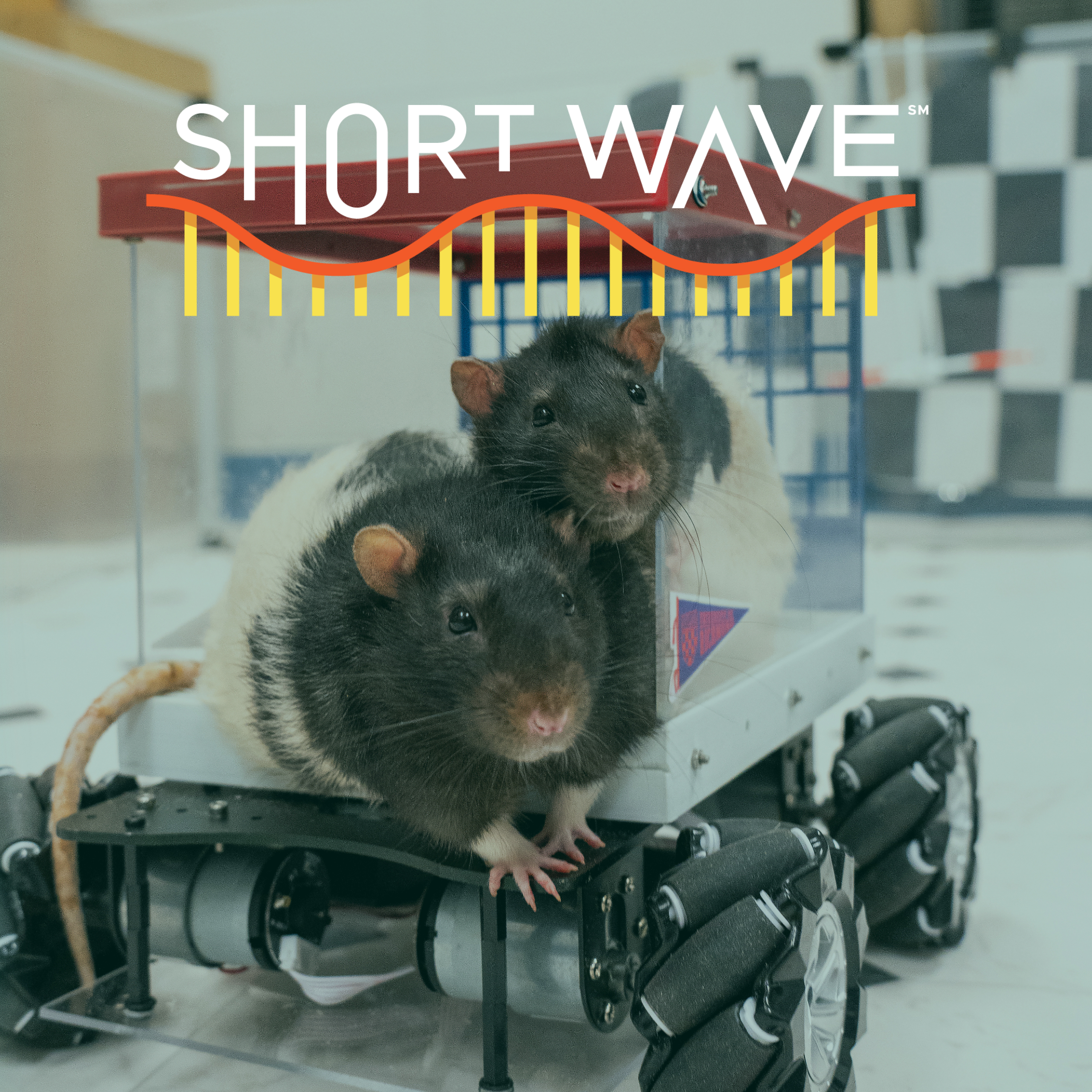 These scientists taught rats to drive tiny cars. Turns out, it's good ...