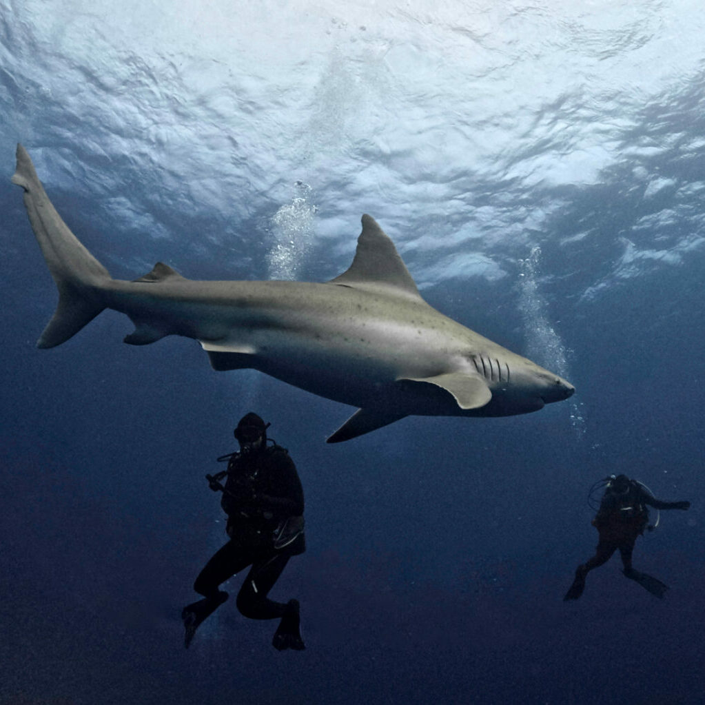 Sharks On The Big Screen And In The Big Blue Sea - on LiSTNR