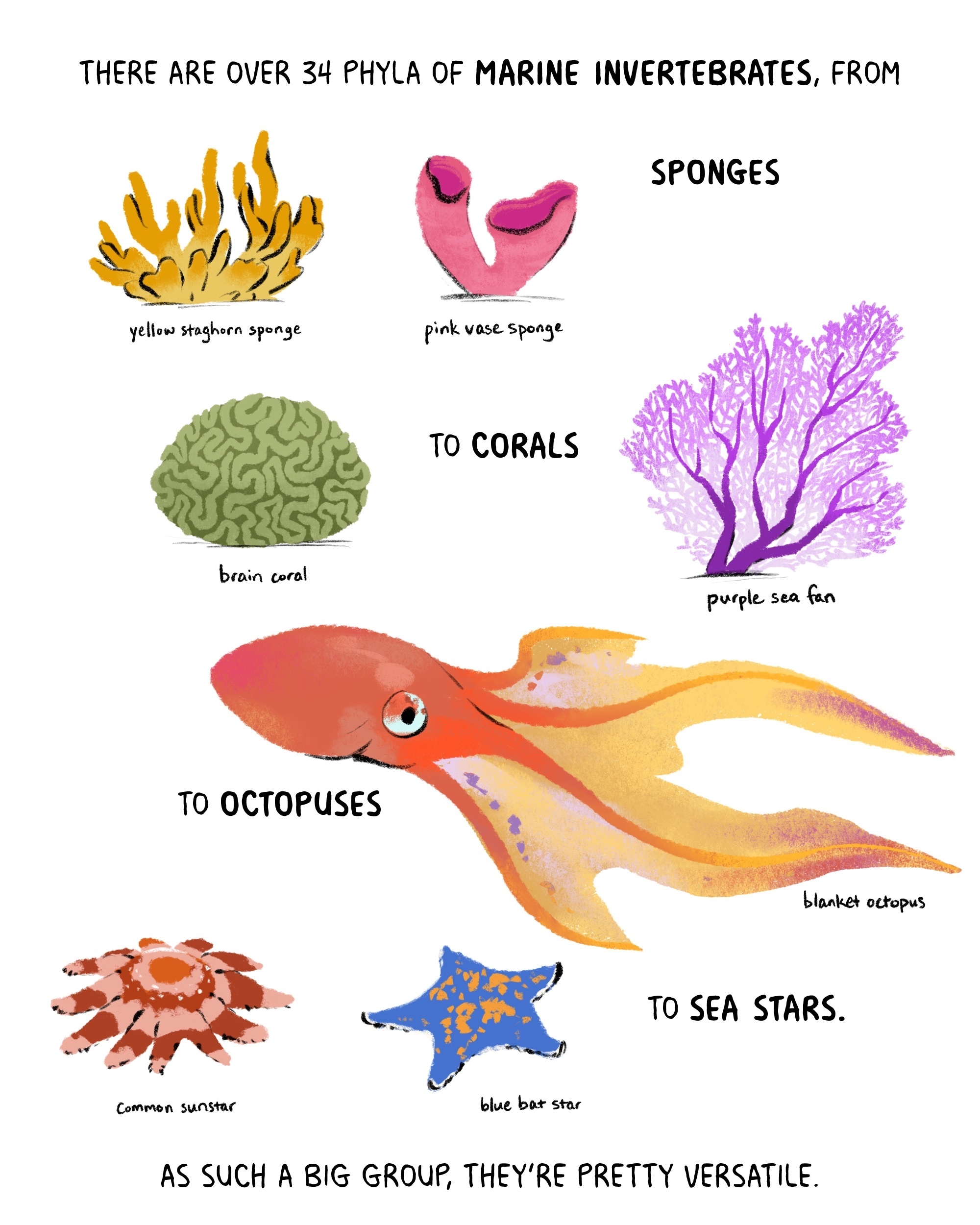 Marine Invertebrates Familiarly