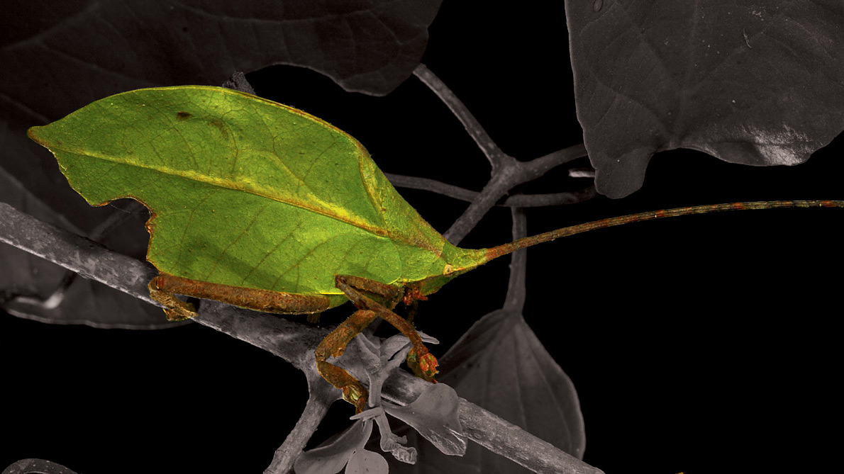 Camouflaged Creatures: Blending In To Stay Alive : The Picture Show : NPR