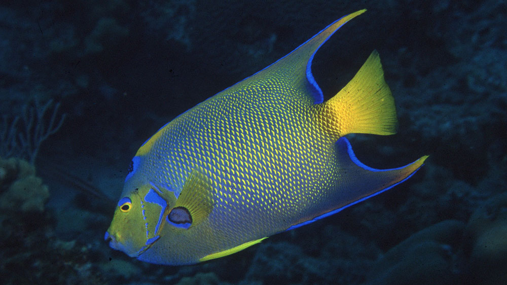 Oceans At Risk : NPR