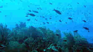 Oceans At Risk : NPR