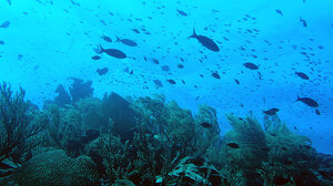 Oceans At Risk : NPR