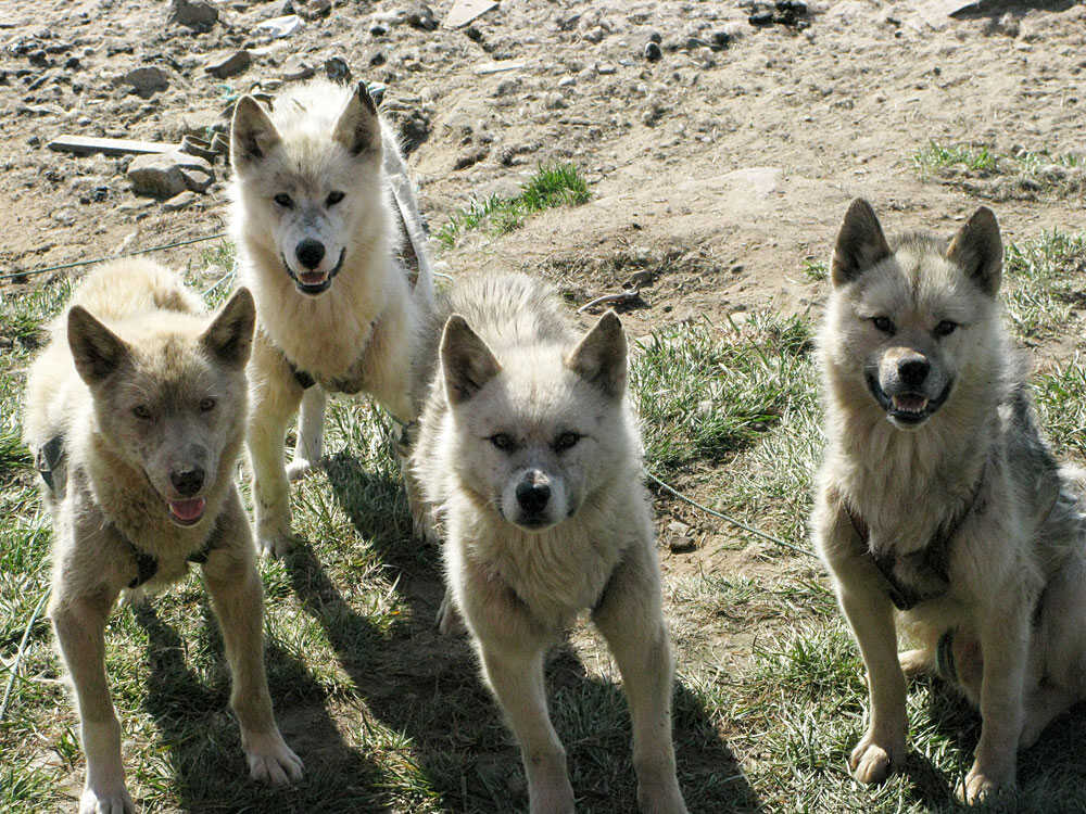 Reporter's Notebook: Life On A Remote Arctic Fjord : NPR