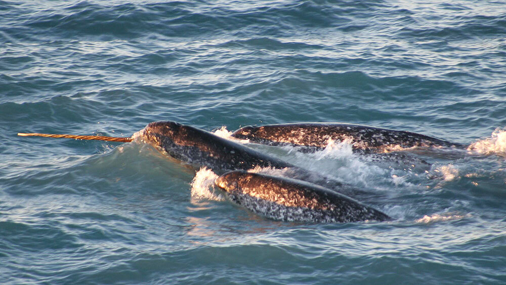 Inuit Hunters Help Scientists Track Narwhals : NPR