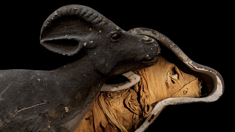 Ancient Animal Mummies : The Picture Show : NPR