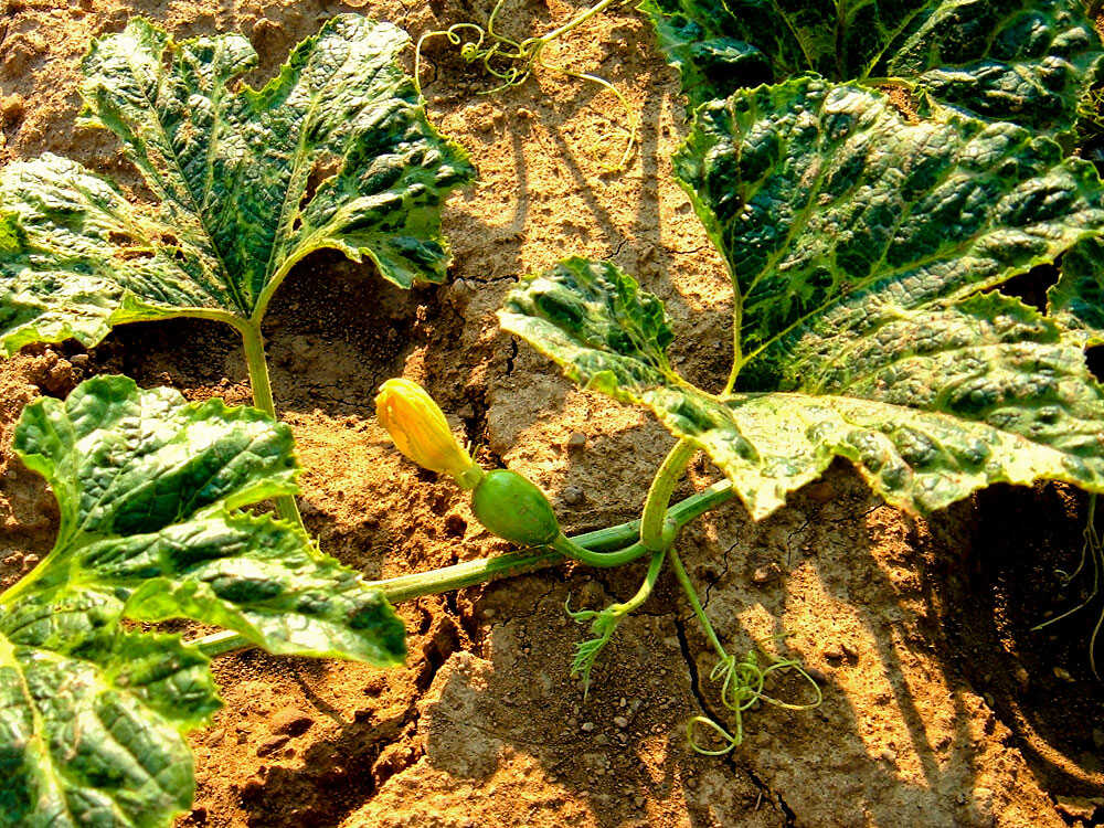 Bacterial Wilt Squash