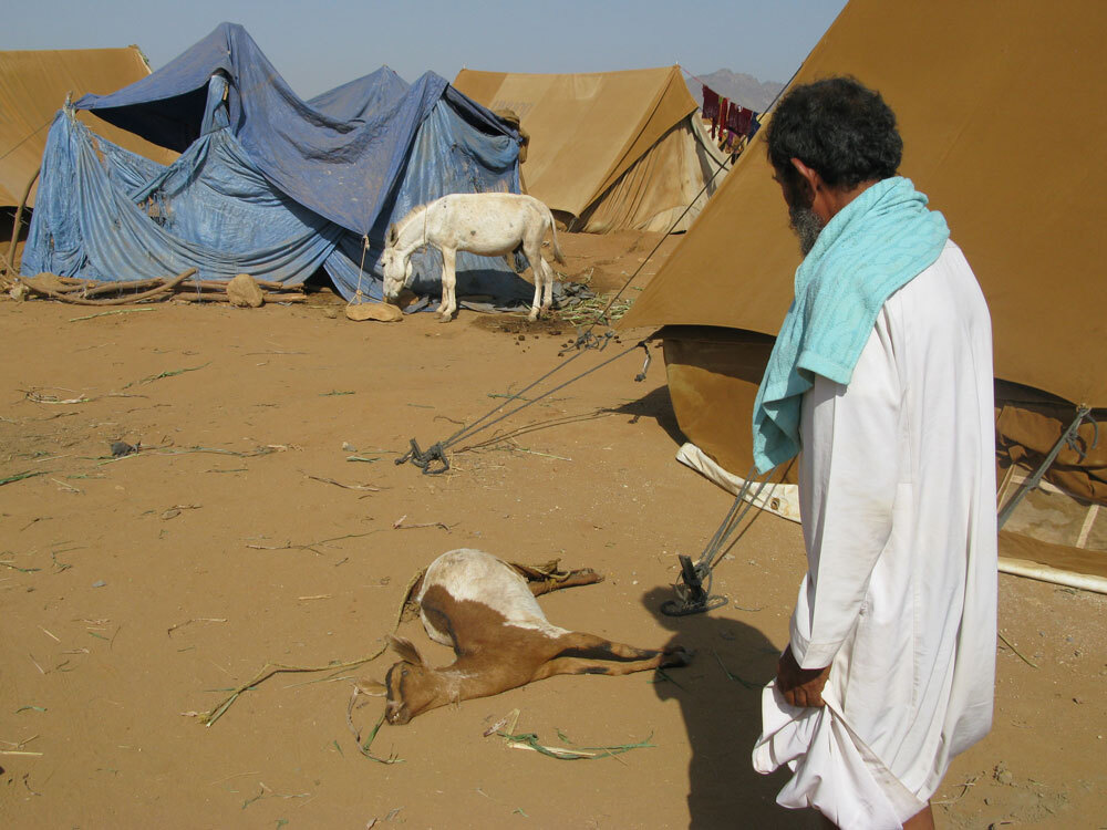 In Yemen, Animals Among The War's Displaced : NPR