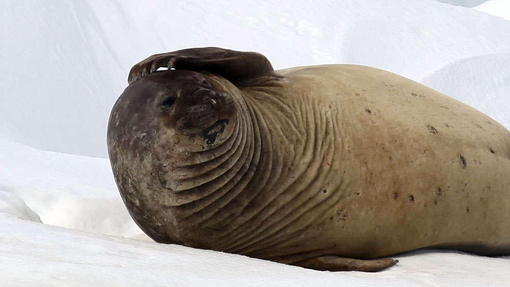 Elephants Of Antarctica : The Picture Show : NPR