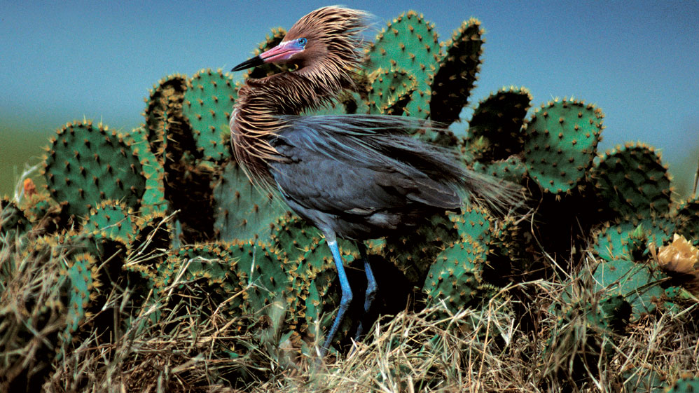 Extreme Bird-Watching From Tundra To Swamp : The Picture Show : NPR