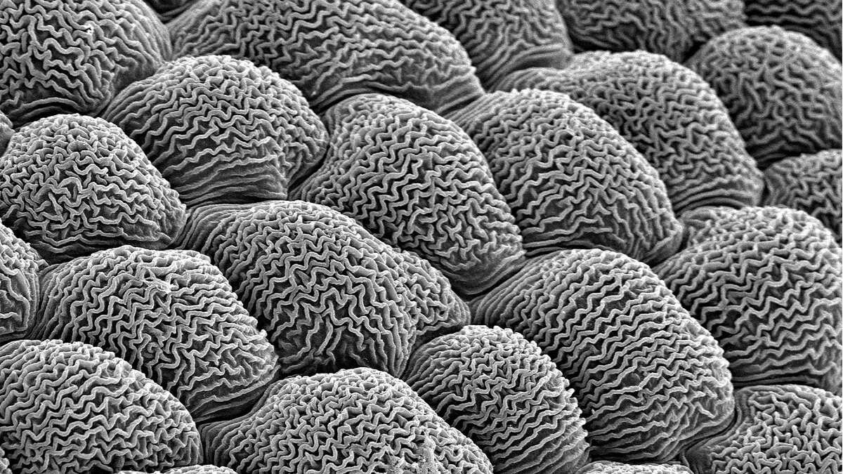 Petal Power: The Origin Of A Flower's Flashy Allure : The Picture Show ...