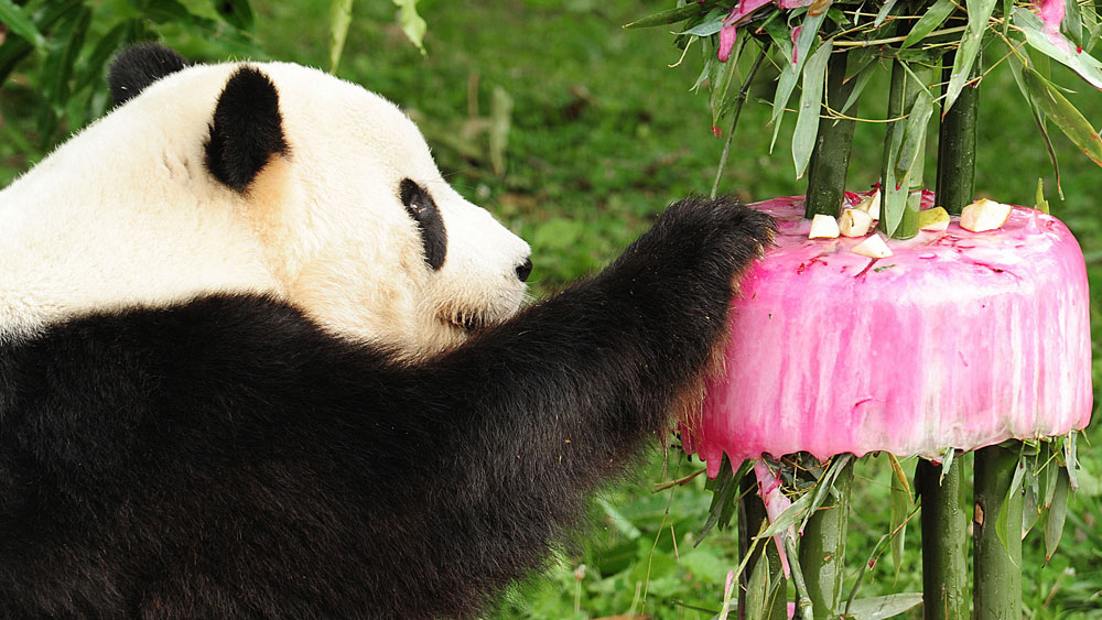 How To FedEx A Panda : NPR