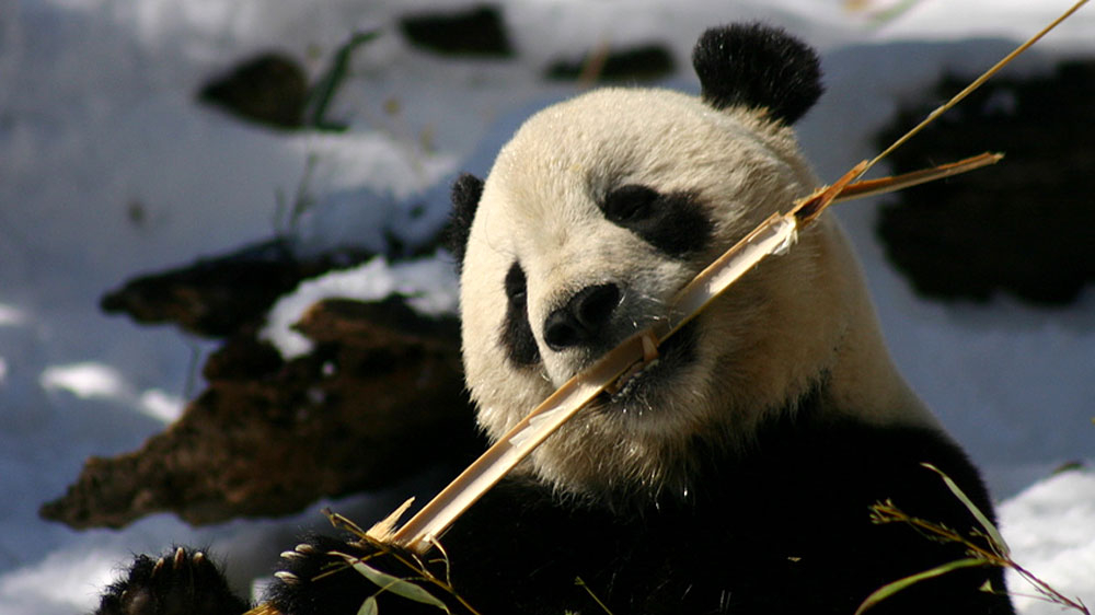 Bye Bye, Pandas : The Two-Way : NPR