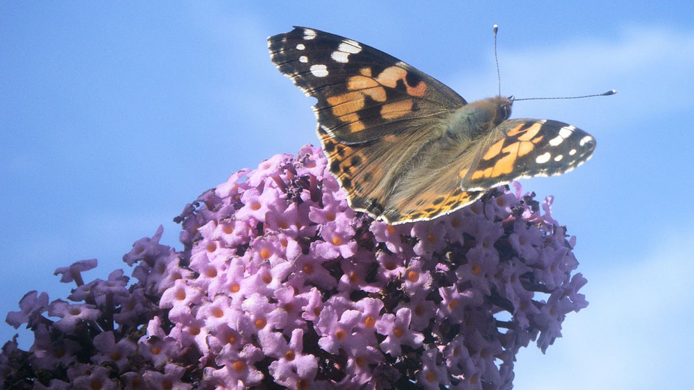 High Above, Insects Travel On Sky Superhighways : NPR