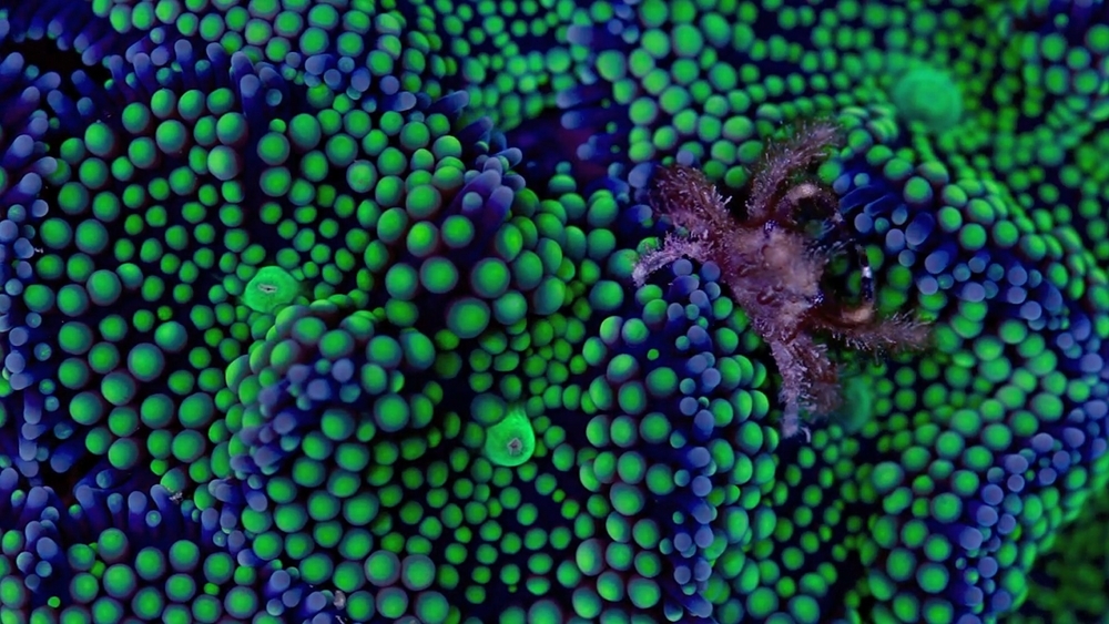 Who Knew Fluorescent Polyps Could Be Art? : The Picture Show : NPR