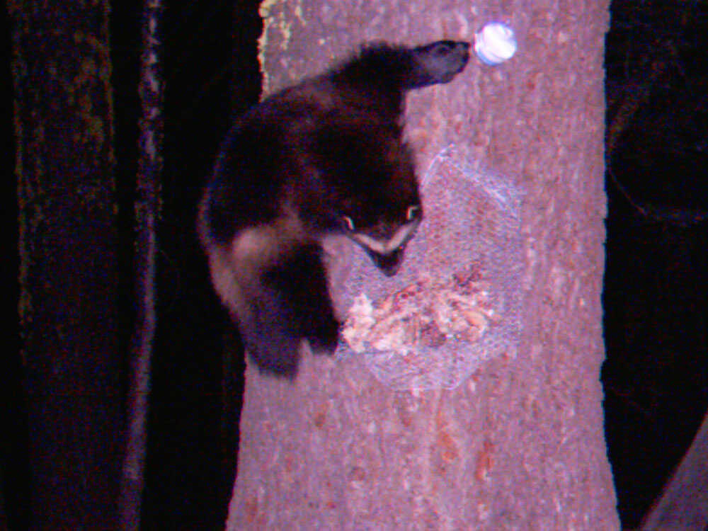 Lonely Wolverine Seeks West Coast Mate : NPR