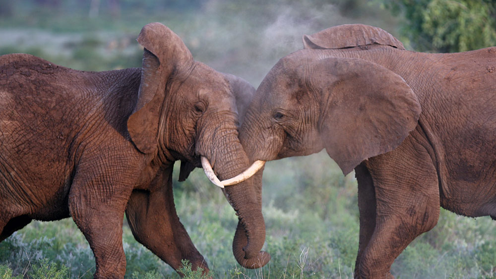 Battle Over Ivory, Tuna Expected At Wildlife Meeting : NPR