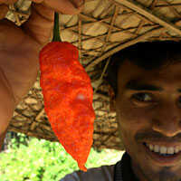 India's Pepper Bomb Could Be Serious Weapon; 'It's A Dangerous Pepper ...