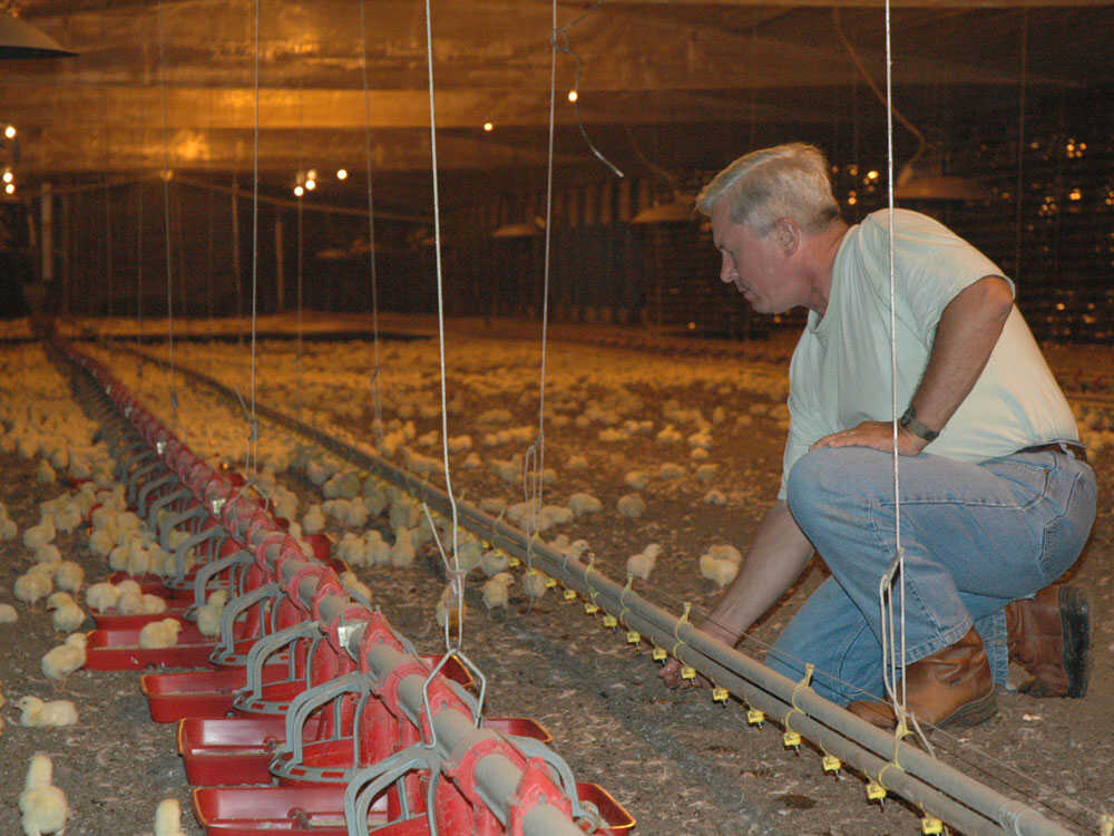 Turning Chicken Poop Into Power : NPR