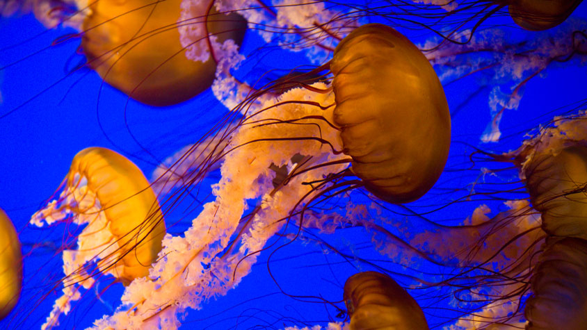 Why The Animal Critic Gives The Panda An F : NPR