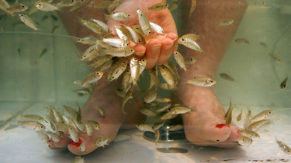 Salon Owner Fights Arizona To Restore Fish Pedicures : NPR