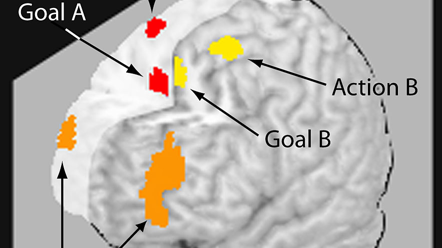 Multitasking Brain Divides And Conquers, To A Point : NPR