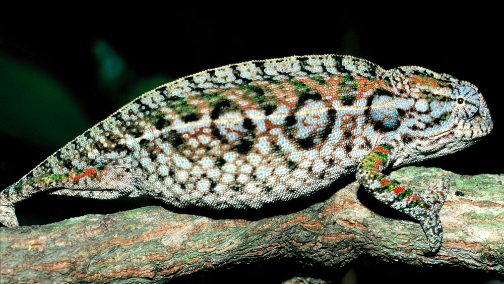 Lizard Starvation, Extinction Tied To Climate Change : NPR