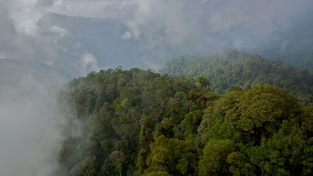 Rodents Of Unusual Size And Other Such Discoveries : The Picture Show : NPR