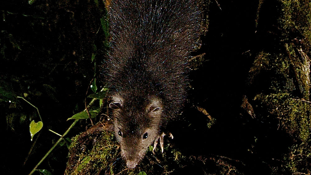 Rodents Of Unusual Size And Other Such Discoveries : The Picture Show : NPR