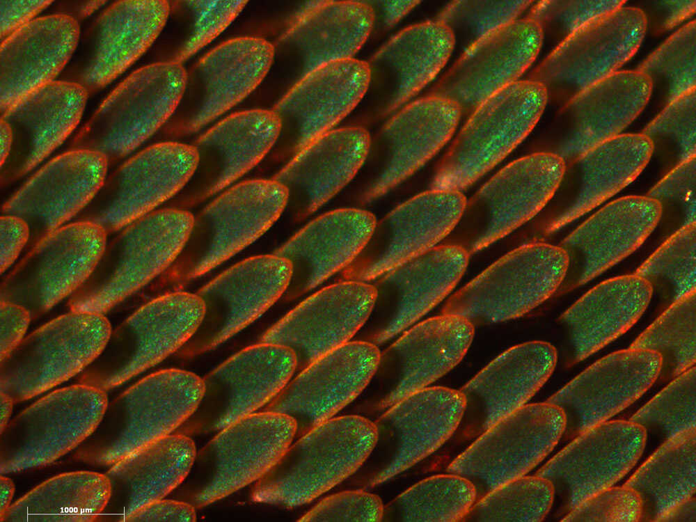 Butterfly Wing Under Microscope