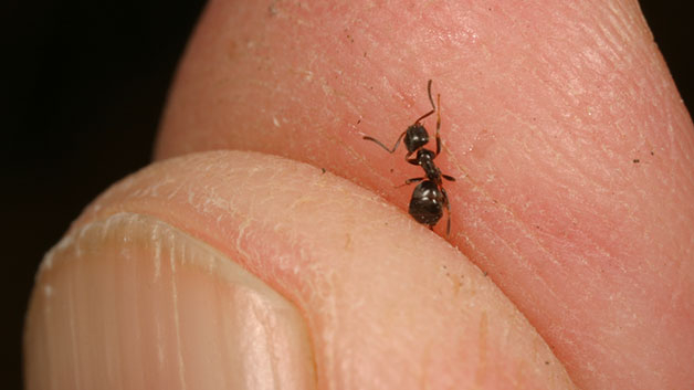 The Tiny Ant That's Taking On The Big City : NPR