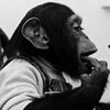'Project Nim': A Chimp's Very Human, Very Sad Life : NPR