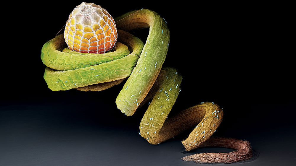 The Beauty Of Bug Eggs : The Picture Show : NPR