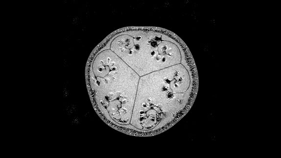 Freaky Fruits And Other Food MRIs : The Picture Show : NPR