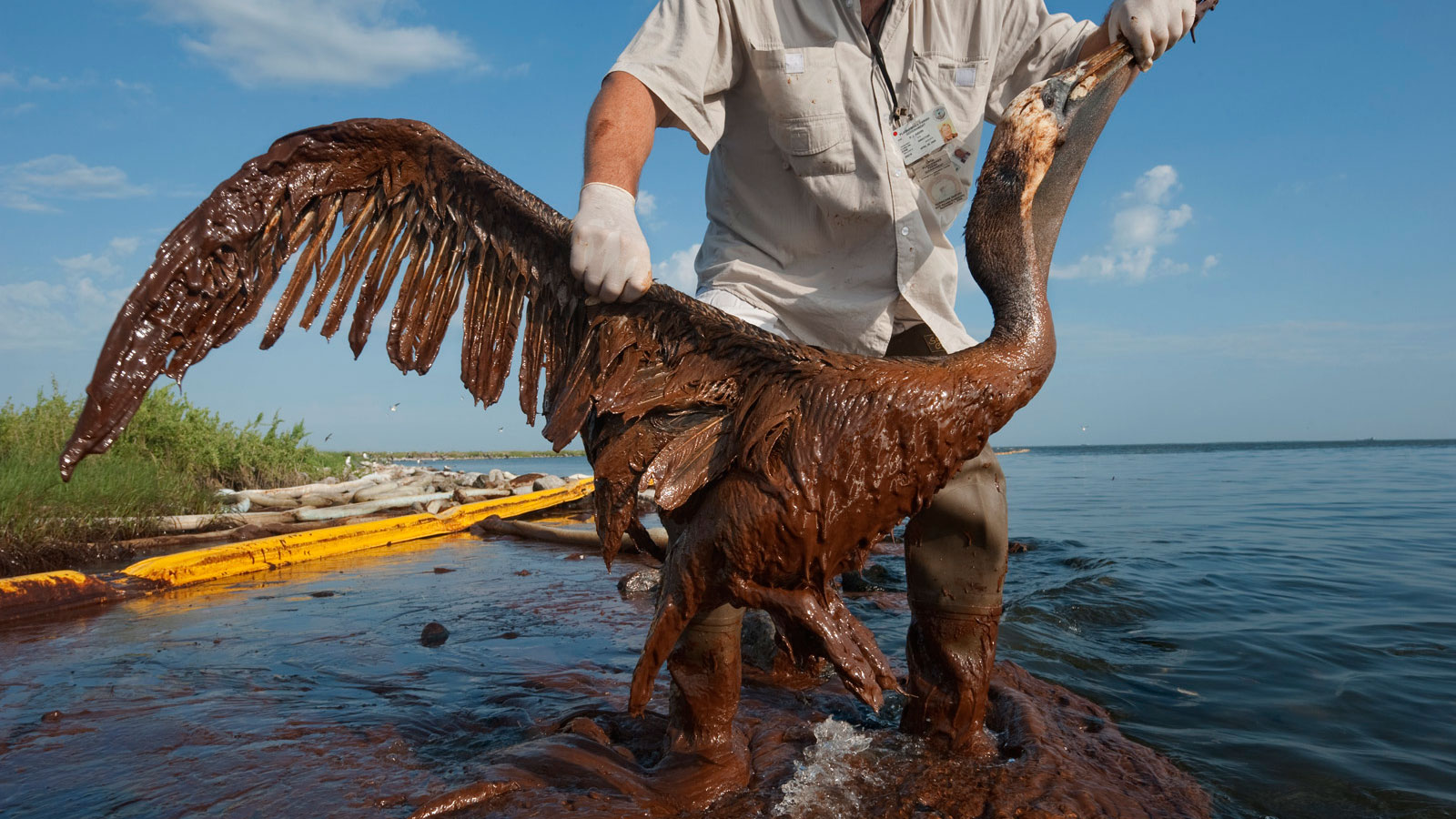 A Photographer s Challenge Oil Spill Animals The Picture Show NPR A Photographer s Challenge Oil Spill Animals The Picture Show NPR