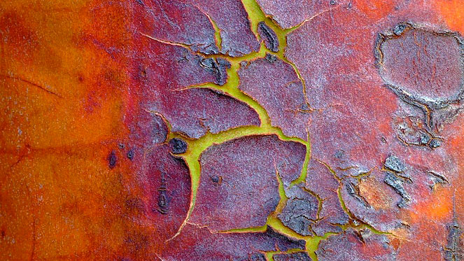 The World's Most Beautiful Bark (Or: Trees Worth A Closer Look) : The ...