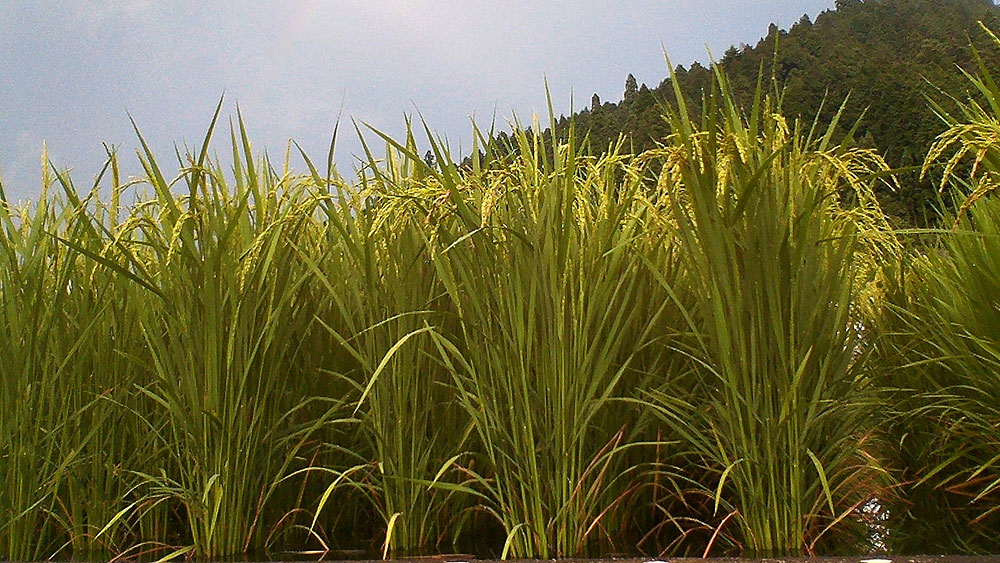 'Super Rice' Deploys 'Snorkel' To Survive Floods : NPR