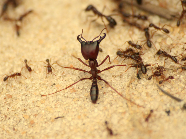 A Public Menace: Driver Ants : NPR