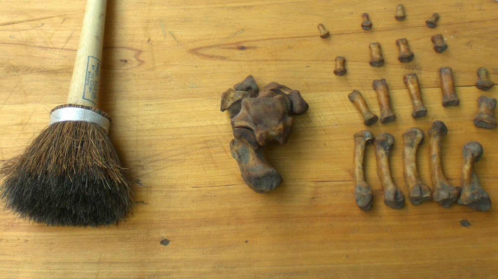 Cleaning Bones: Messy, But Somebody's Gotta Do It : NPR