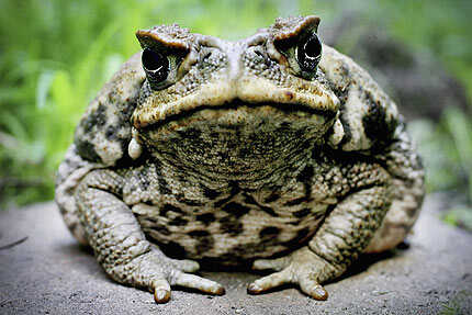Classic NPR: Give Up the Toad, Rover : The Bryant Park Project : NPR
