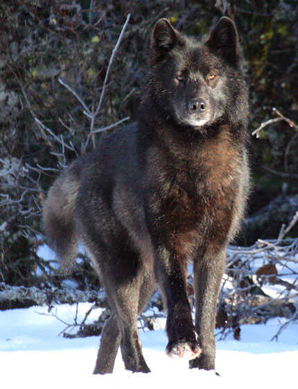 Romeo Update: Wolf Photographer Checks In : The Bryant Park Project : NPR