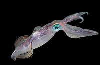 Jumbo Squid Spook California Divers : Shots - Health News : NPR